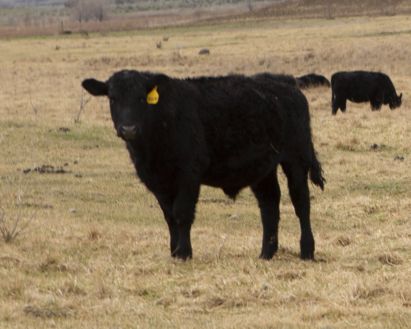 Grass and Grain Fed beef, reserve yours today – Got Beef?