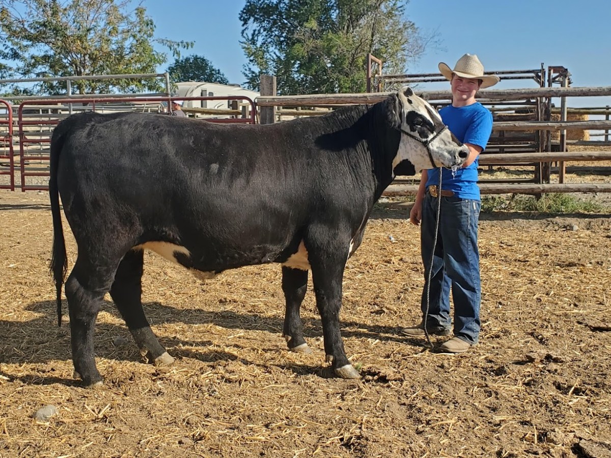 4H kid’s show steer – Got Beef?