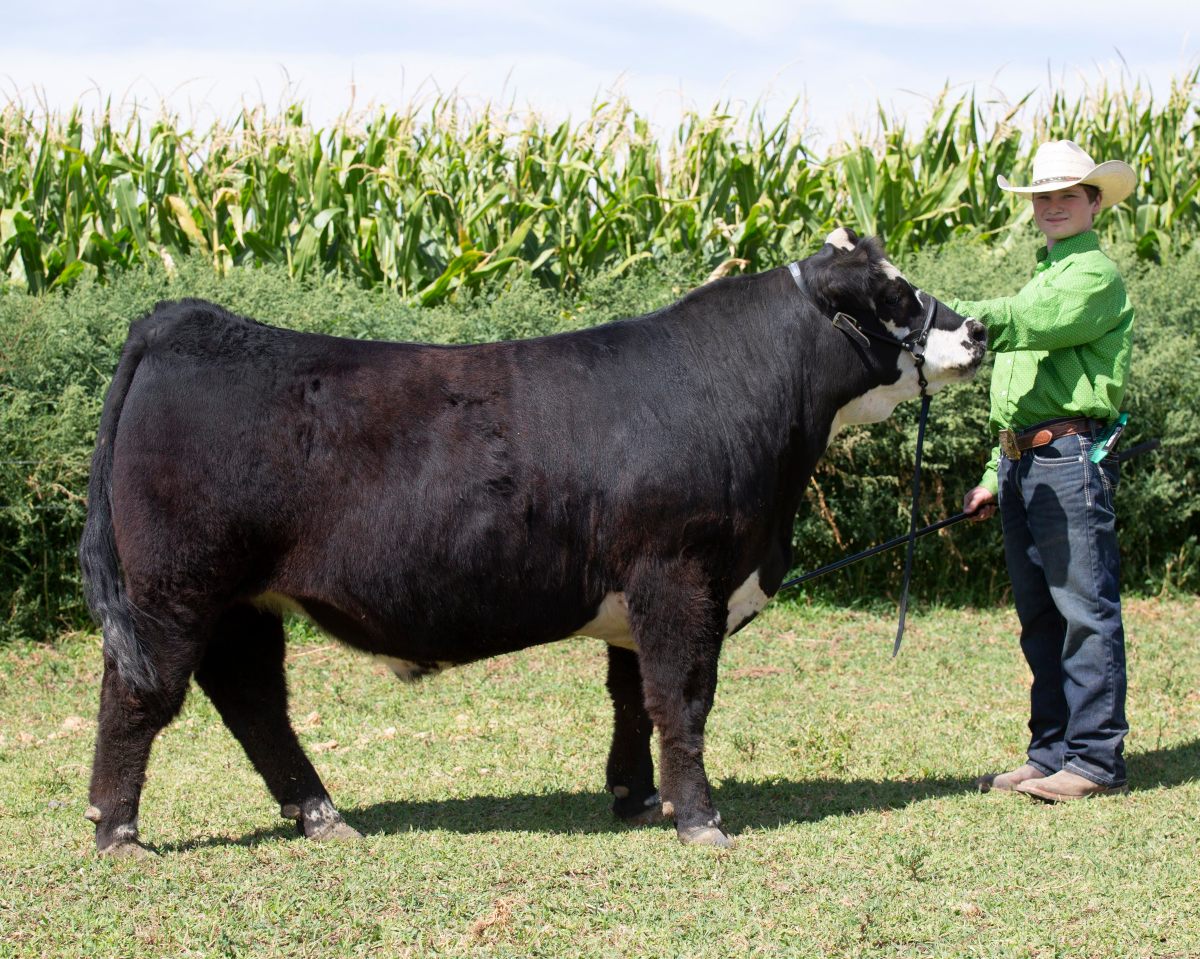 Grain Fed Beef out of the Freezer $4/lb – Got Beef?