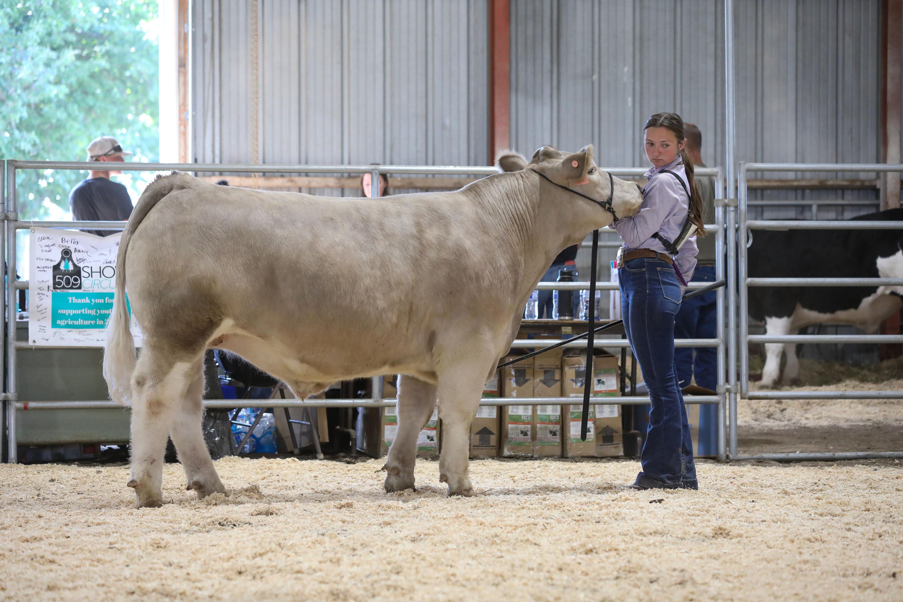 Beef Shares – Got Beef?