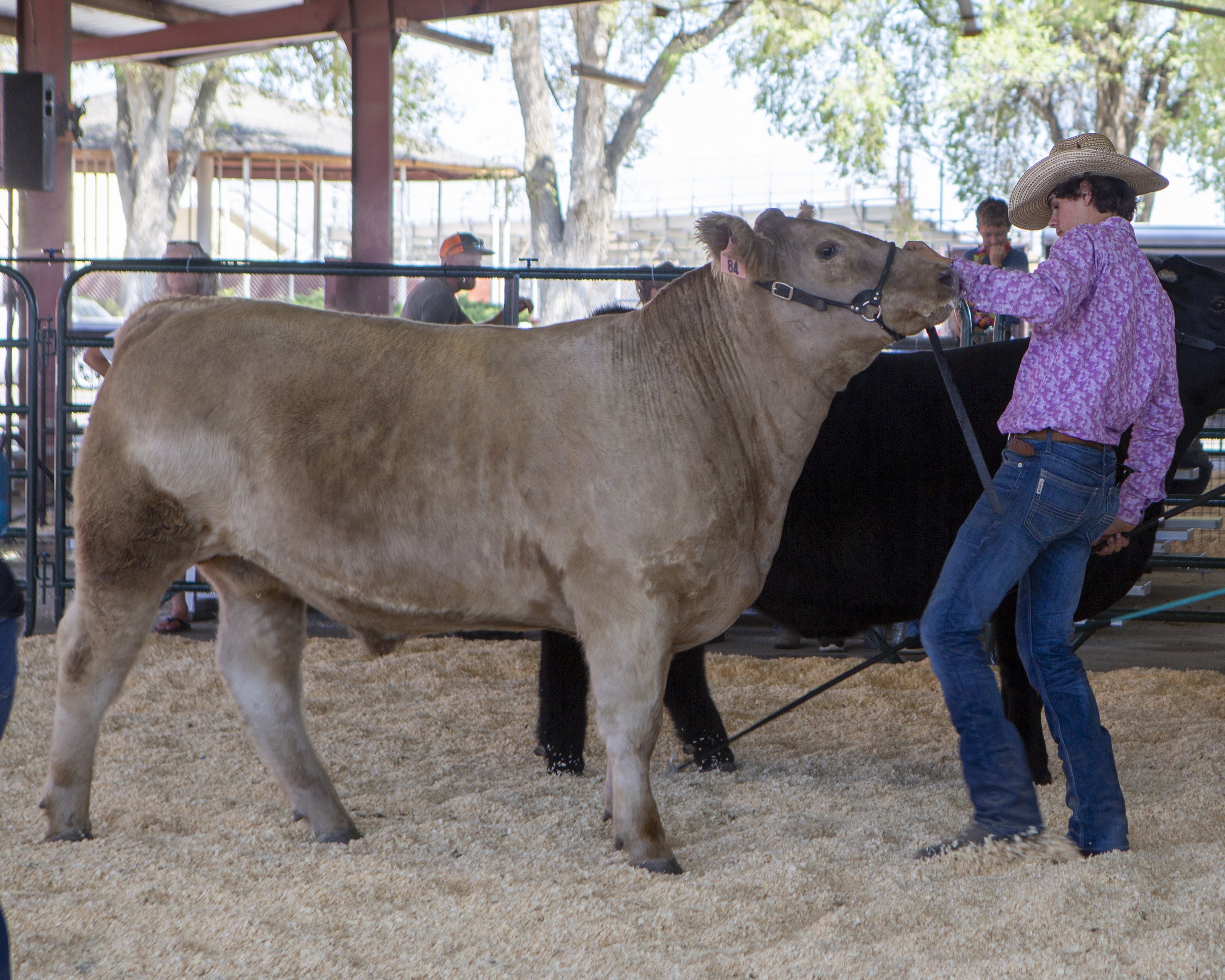 Beef Shares – Got Beef?