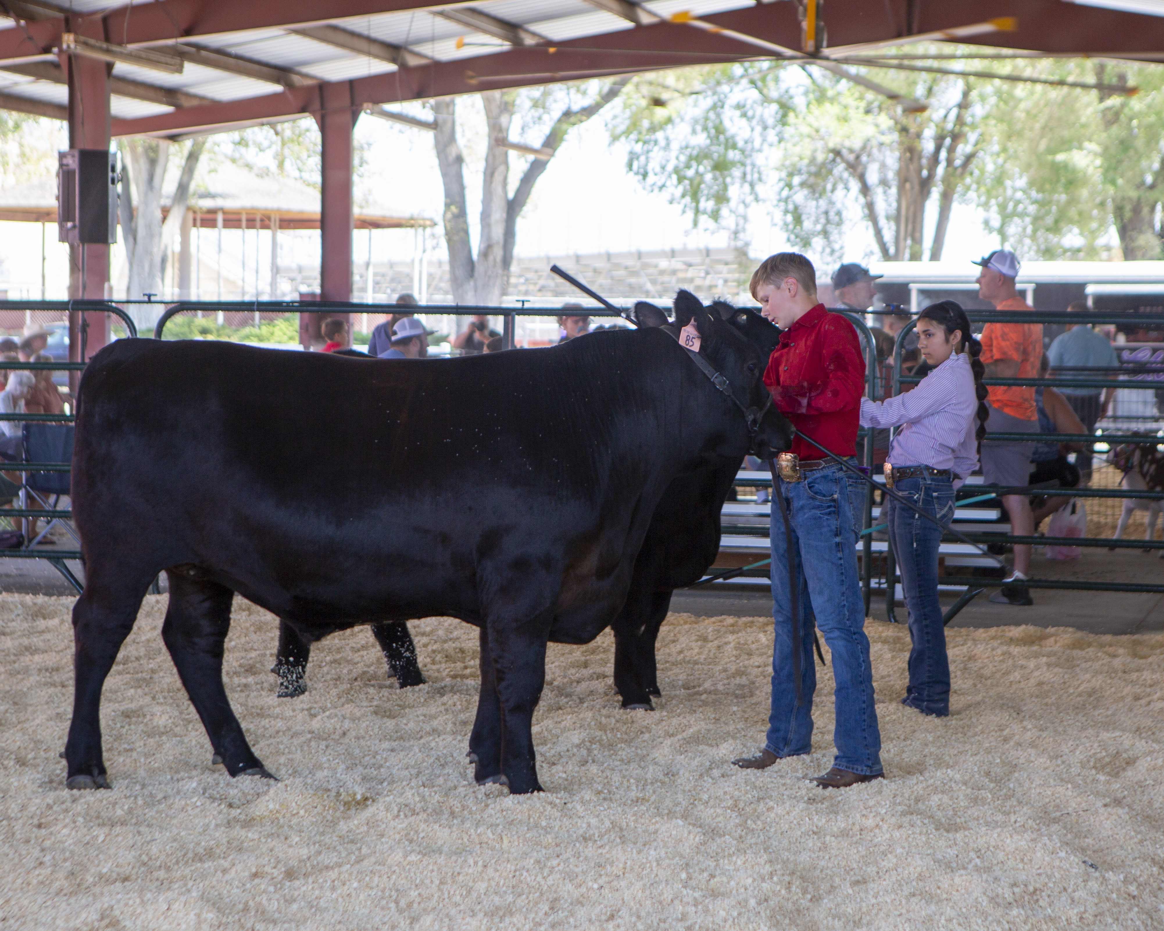 Beef Shares – Got Beef?