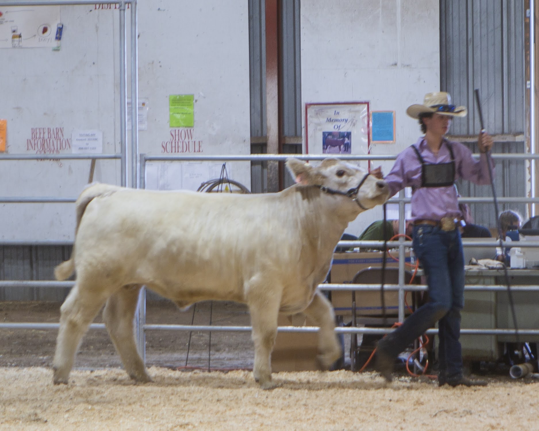 Beef Shares – Got Beef?